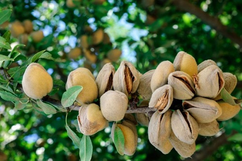 Unlocking the Secrets: Wonders of the Indian Almond Fruit - Kooks Secrets