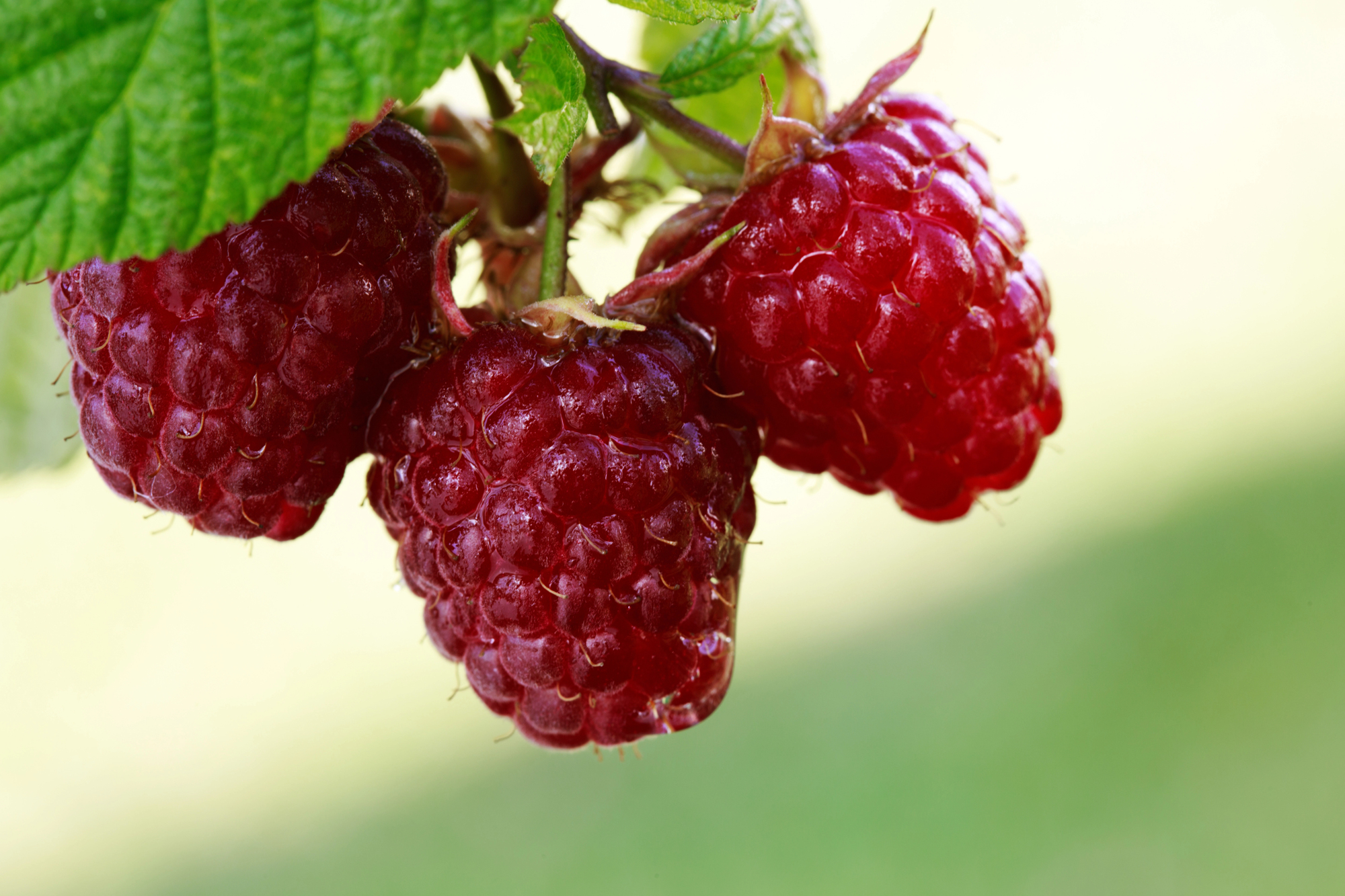 A - 'Andes berry' - Kooks Secrets