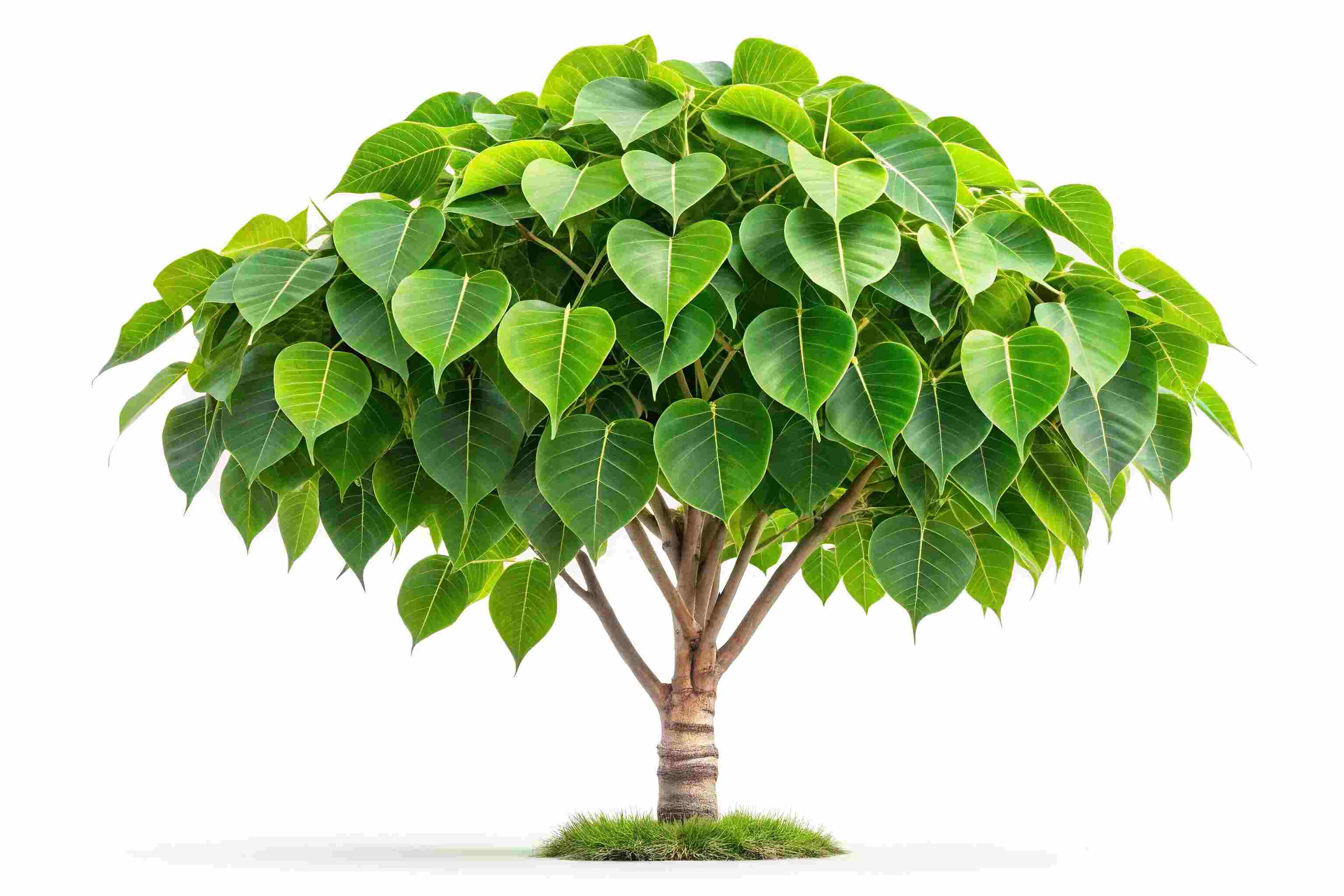 Bo Tree: A Symbol of Enlightenment and Wisdom - Kooks Secrets
