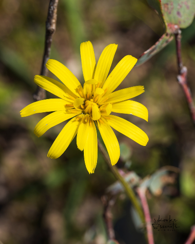 🍃 Yam Daisy (Murnong) - Kooks Secrets